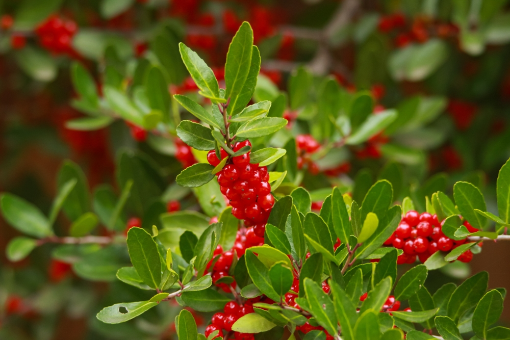 What Is Yaupon Tea? - Roseanna M. White